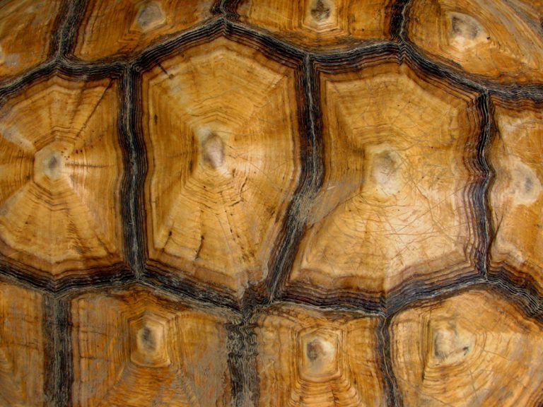 Tortoise Shell - Gemstone Buzz