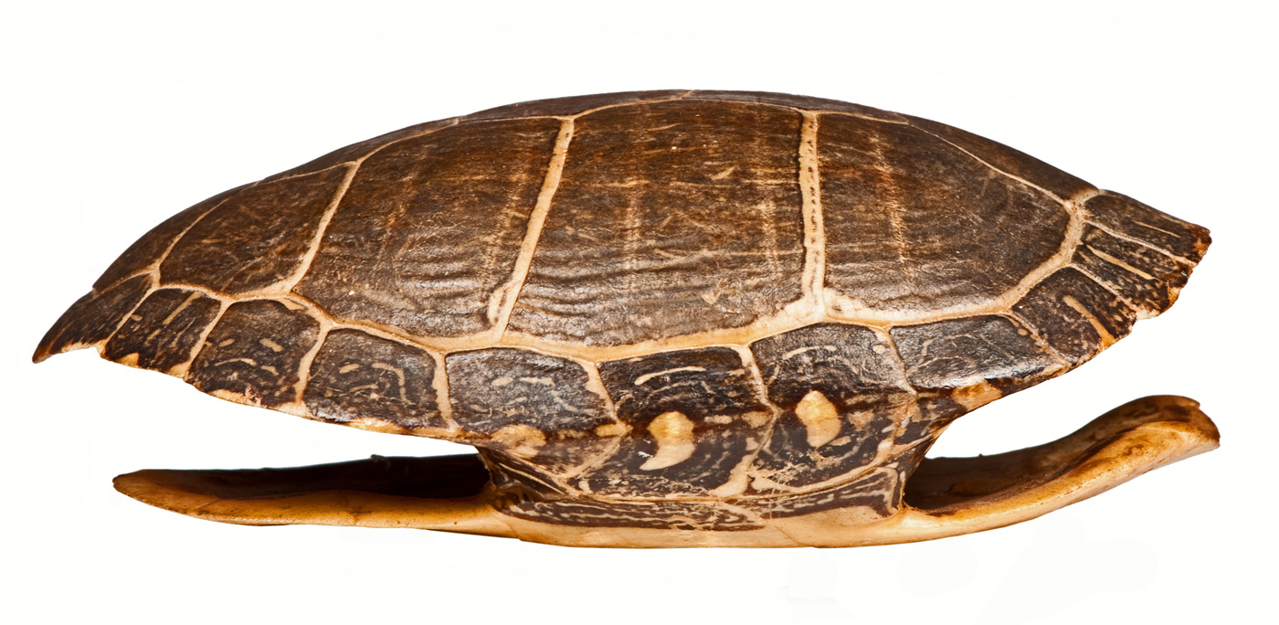 Tortoise Shell Gemstone Buzz